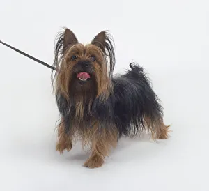 Australian Silky Terrier Art Prints, Posters & Puzzles