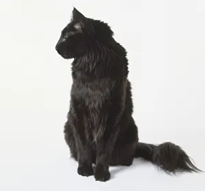 Turkish Angora Art Prints, Posters & Puzzles