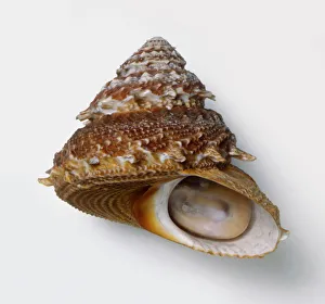 Turban Shells Art Prints, Posters & Puzzles