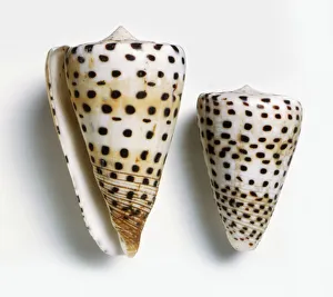 Cone Shells (Mollusks, Animals) Collection For sale as Framed Prints ...