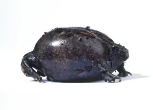 Dorsalis (Macropodidae, Mammals, Animals) Collection