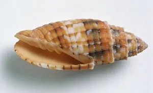 Mitre Shells (Mollusks, Animals) Gallery available as Framed Prints ...