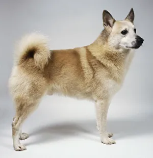 Norwegian Buhund (Pastoral, Dogs Domestic, Mammals)