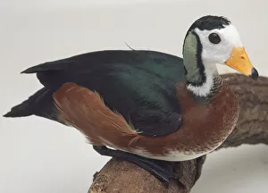 African Pygmy Goose (Geese, Waterfowl, Birds)