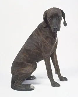 Media Storehouse: Plott Hound Art Prints Collection