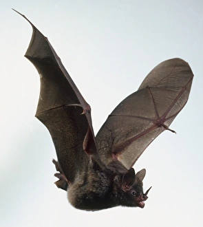 Sebas Short-tailed Bat (Phyllostomidae, Mammals)