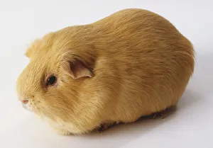 Shiny Guinea Pig (Caviidae, Mammals, Animals) Collection