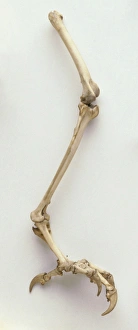Leg Bones Art Prints, Posters & Puzzles