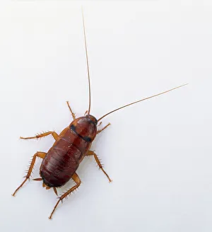 Surinam Cockroach (Cockroaches, Insects, Animals) Gallery