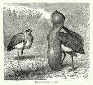 Australia's Rich History (Australian Views) Our beautiful Wall Art and ...