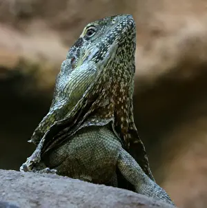 Frilled Lizard (Lizards, Reptiles, Animals) Collection