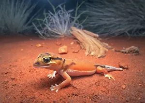 Smooth Knob-Tailed Gecko (Lizards, Reptiles)