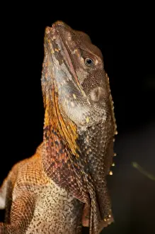 Night Lizards (Lizards, Reptiles, Animals) Collection