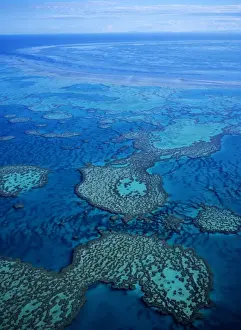 Great Barrier Reef (Cairns, Queensland Qld)
