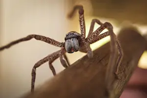 Australian Spiders Art Prints, Posters & Puzzles