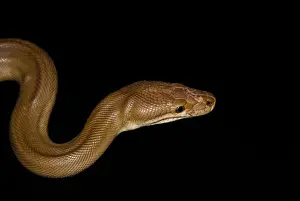 Olive Python (Python, Snakes, Reptiles, Animals) Collection