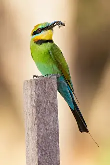 Rainbow Bee Eater Art Prints, Posters & Puzzles