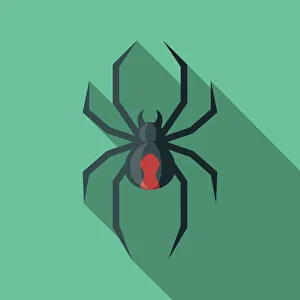 Australian Spiders Art Prints, Posters & Puzzles