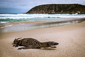 Southern Heath Monitor Collection of Photo Prints and Gifts