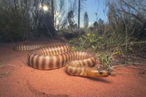 Desert Woma Python (Python, Snakes, Reptiles)