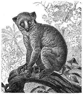 Golden Angwantibo (Lorisidae, Mammals, Animals) Collection