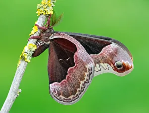 Promethea Moth (Butterflies) Gallery available as Framed Prints, Photos ...