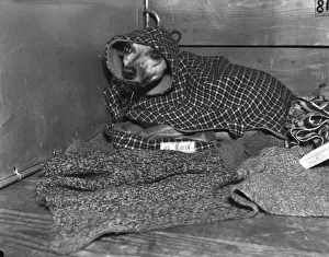 Whippet (Hound, Dogs Domestic, Mammals, Animals) Collection