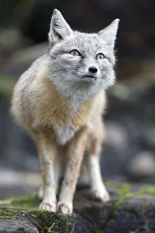 Corsac Fox (Dogs Wild, Mammals, Animals) Collection