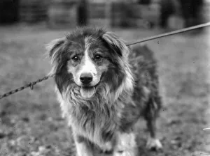 Sir Ernest Shackleton (1874-1922) Art Prints, Posters & Puzzles