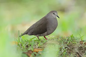 Caribbean Dove (Doves, Columbiformes, Birds)