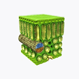 Cross Section Of Leaf Xylem And Phloem