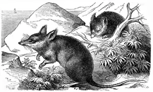 Long-nosed Bandicoot Art Prints, Posters & Puzzles