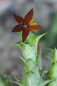 Caralluma Collection of Photo Prints and Gifts