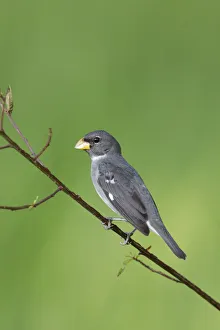 Schistacea (Abrocomidae, Mammals, Animals) Collection