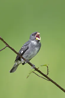 Schistacea (Abrocomidae, Mammals, Animals) Collection