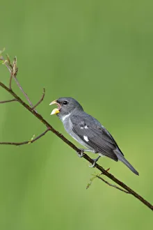 Schistacea (Abrocomidae, Mammals, Animals) Collection