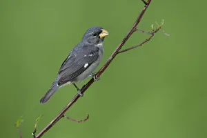 Schistacea (Abrocomidae, Mammals, Animals) Collection