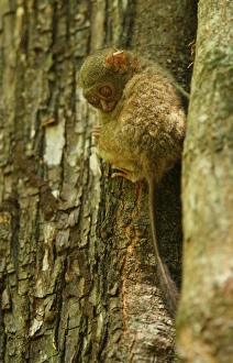 Spectral Tarsier Art Prints, Posters & Puzzles