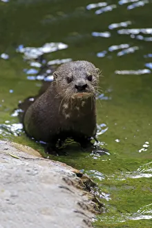 Maculicollis (Mustelidae, Mammals, Animals) Collection