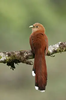 Squirrel Cuckoo (Cuckoos, Birds, Animals) Collection