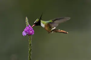 White Crested Coquette (Hummingbirds)
