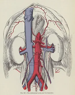Abdominal Aorta Branches Aorta And Its Branches Blood Vessel