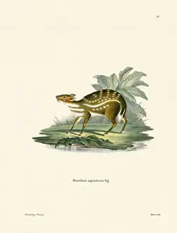 Water Chevrotain (Tragulidae, Mammals, Animals) Collection