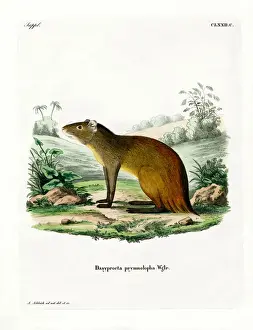 Black Agouti (Dasyproctidae, Mammals, Animals) Collection