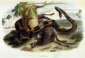 Boa Constrictor (Boa, Snakes, Reptiles, Animals) Collection