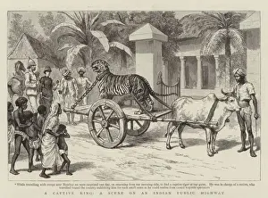 Captive King Art Prints, Posters & Puzzles