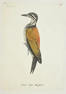 Common Flameback (Woodpeckers, Piciformes)