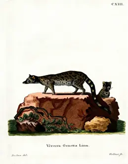 Common Genet (Viverridae, Mammals, Animals) Collection
