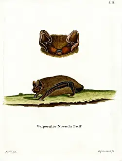 Noctule (Vespertilionidae, Mammals, Animals) Collection