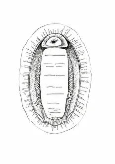 Chitons Art Prints, Posters & Puzzles
